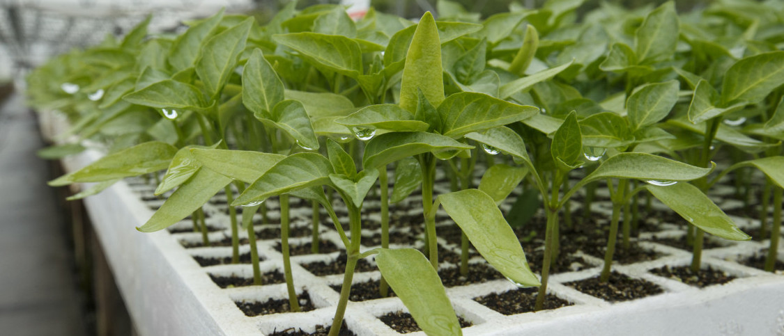 Speedling Incorporated Home - Speedling Incorporated